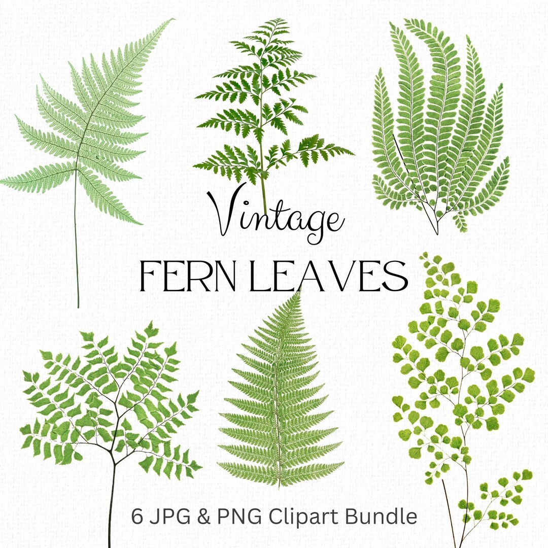 Fern Leaves Clipart Bundle Tropical Leaf Illustrations Exotic Ferns ...