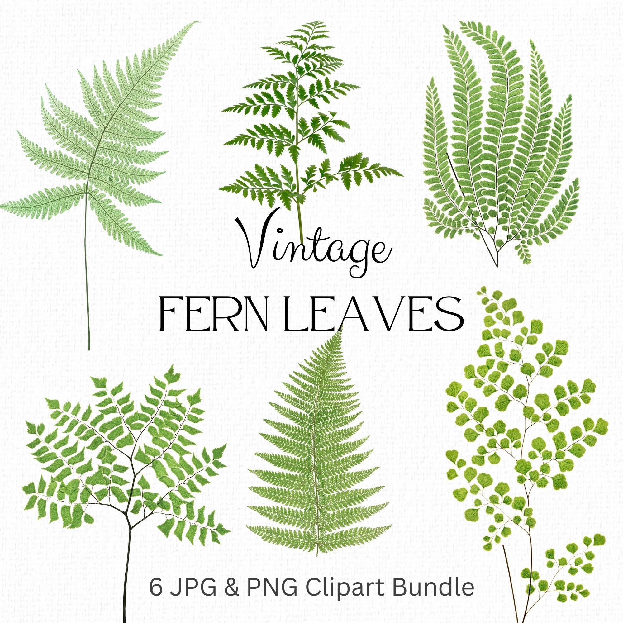 Fern Plant Clipart
