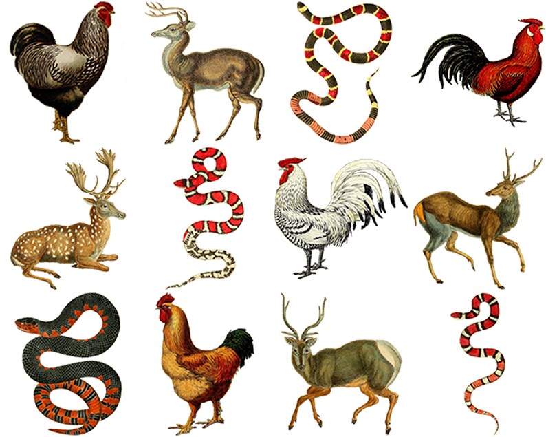 50 Animal Clipart Bundle, Vintage Illustrations, Antique Art, Digital ...