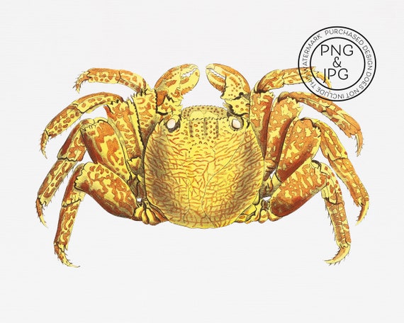 Crab Clipart Crustacean Png Sea Creatures Clipart Varigated | Etsy