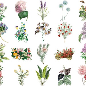 146 Botanical Clipart Bundle Vintage Flower Illustrations Palm Trees ...