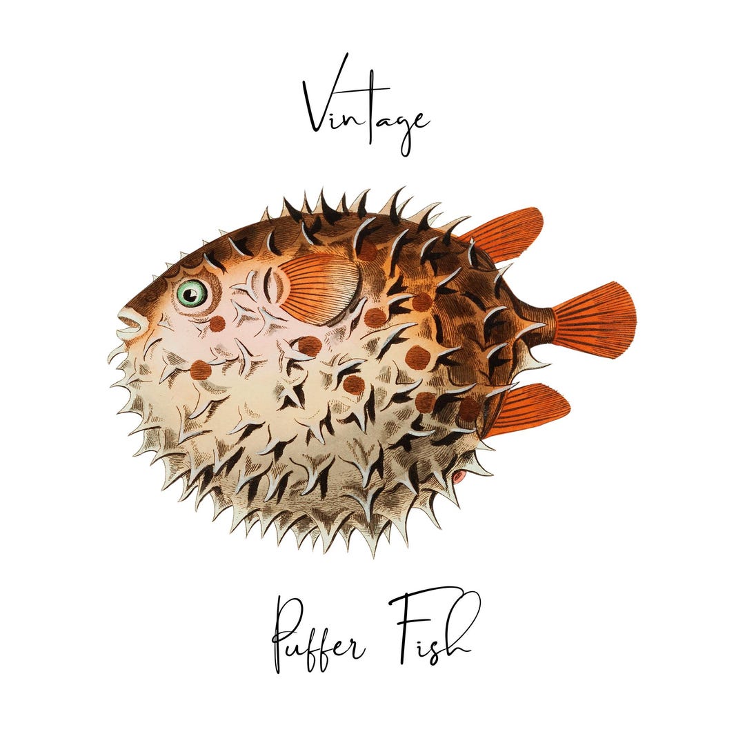Puffer Fish Clipart, Pufferfish Png, Aquatic Life, Beach House Decor ...