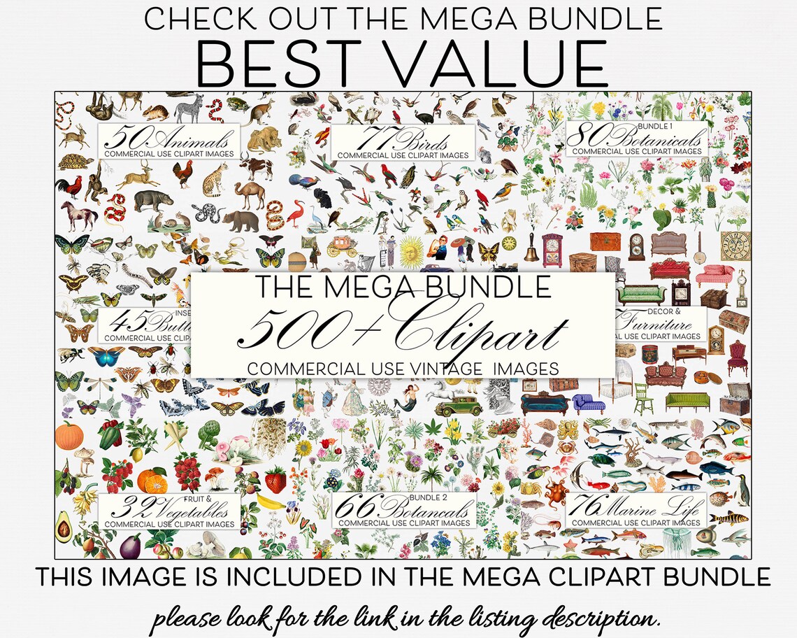 Chinese Cuckoo Bird Clipart Handdrawn Birds Png Long Tailed - Etsy