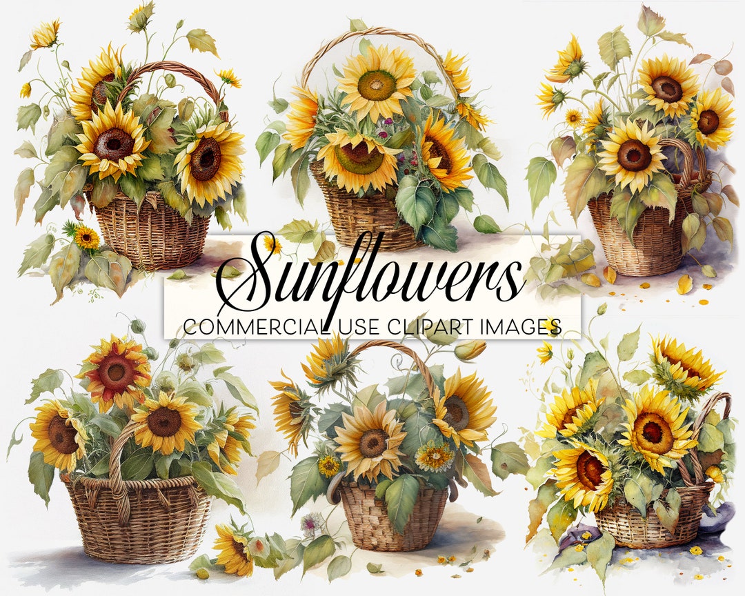 Watercolour Sunflowers Clipart Bundle Sunflowers Png - Etsy