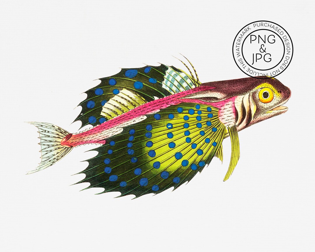 Pez rubio rojizo imágenes prediseñadas de vida acuática vida - Etsy México