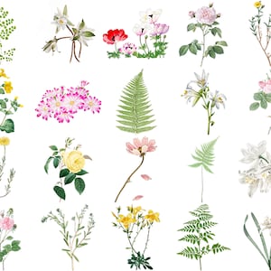 146 Botanical Clipart Bundle Vintage Flower Illustrations Palm Trees ...