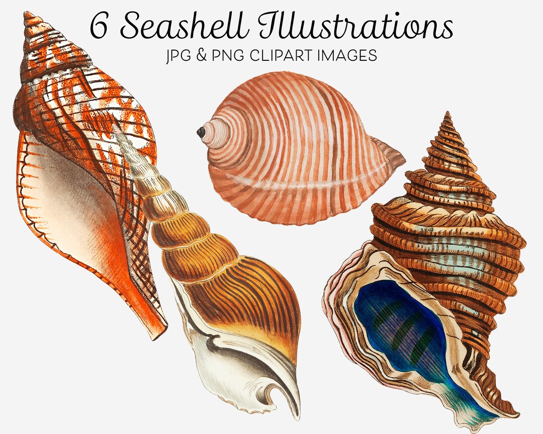 Seashells Clipart Bundle Vintage Shell Illustrations Collection ...