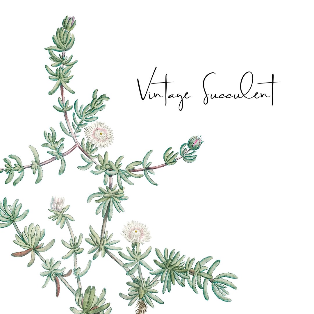 White Blooming Succulents Clipart, White Flowers, Vintage Botanical ...