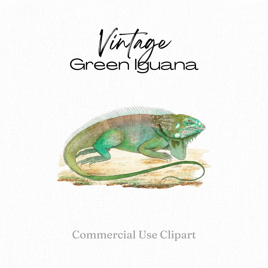 Iguana Png Green Reptile Illustration for Boys Tshirt Sublimation File ...