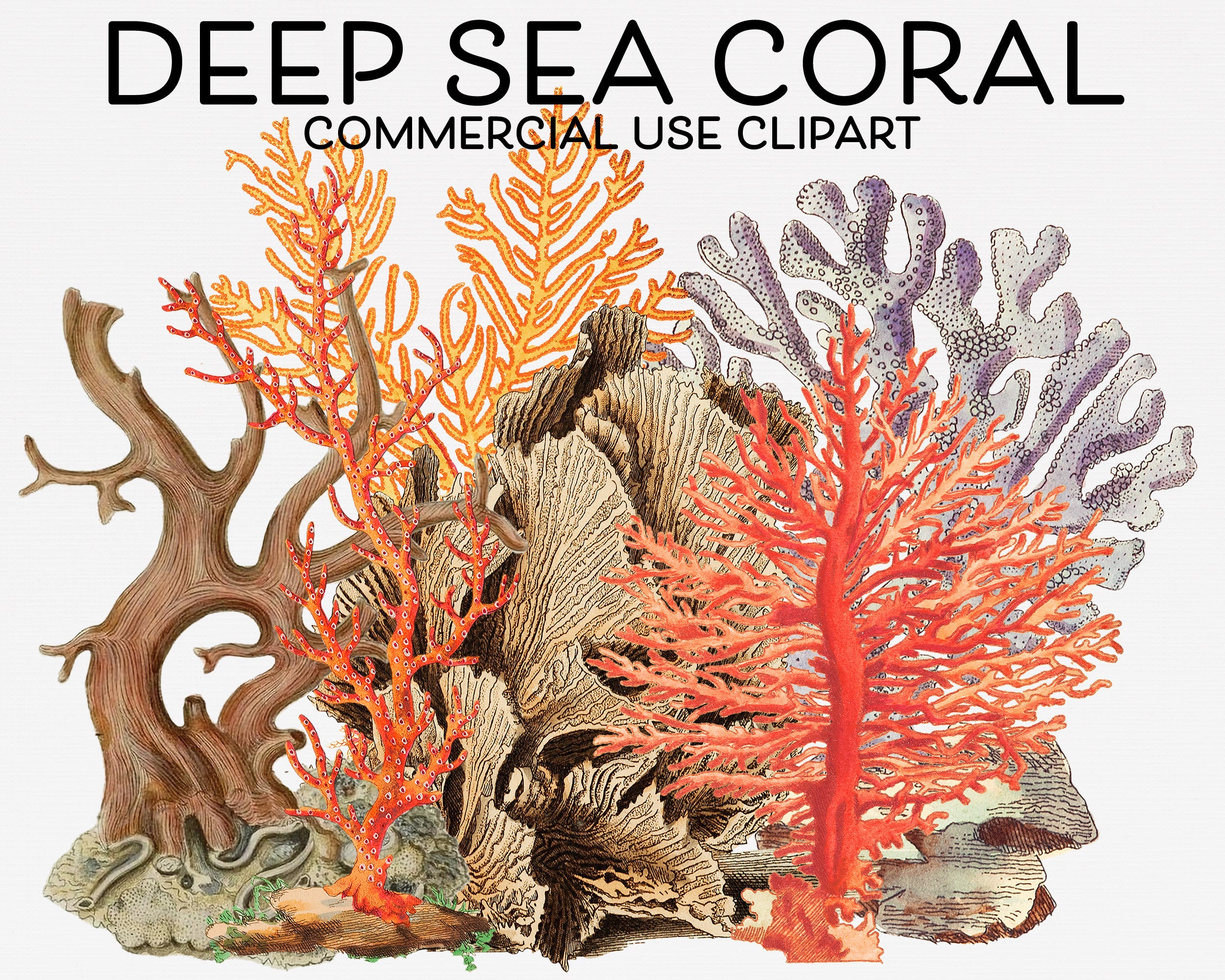 Coral Clipart Underwater Clipart Coral Png Coral Reef Art - Etsy Australia