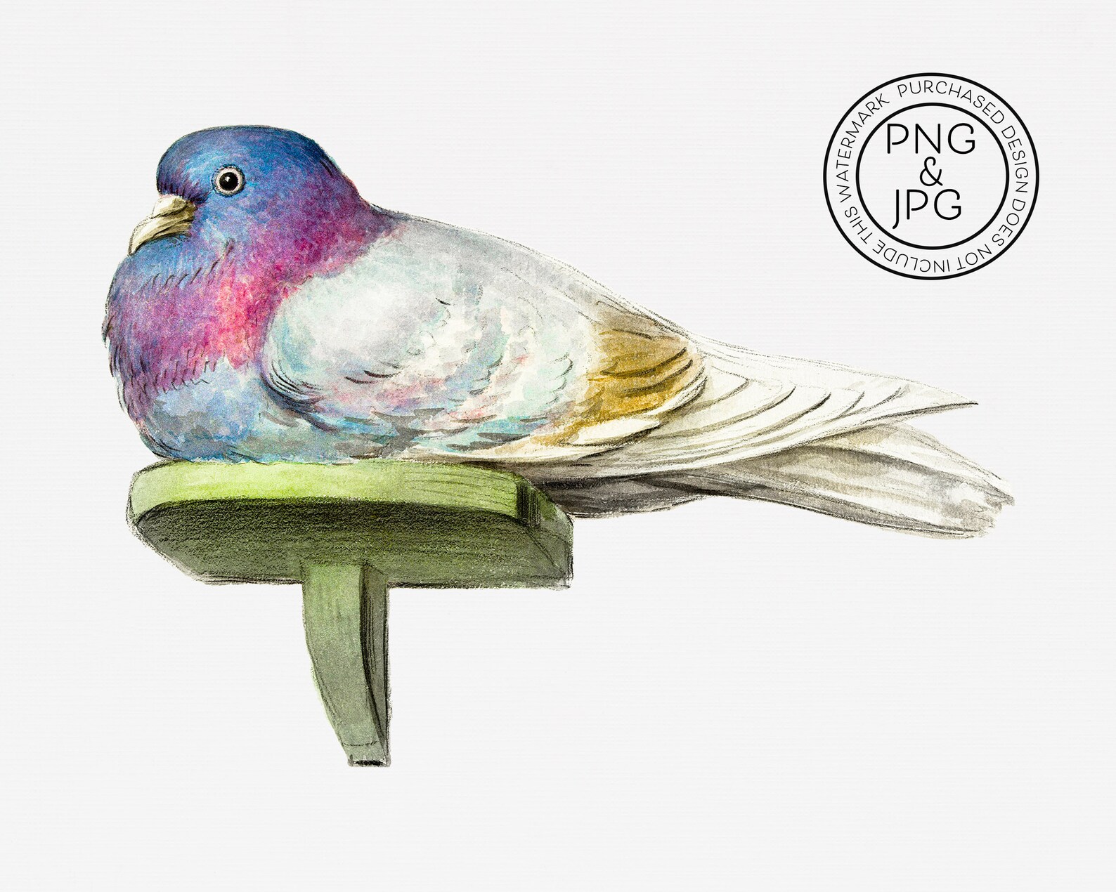 Shabby Chic Bird Clipart Pigeon Png Pigeon Clip Art Cute | Etsy