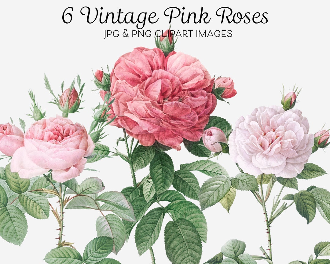 Pink Roses Clipart Bundle, Set of 6 Vintage Rose Illustrations, French ...