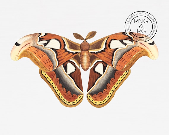 Atlas Moth Clipart for Stationary Ephemera Digital Paper - Etsy
