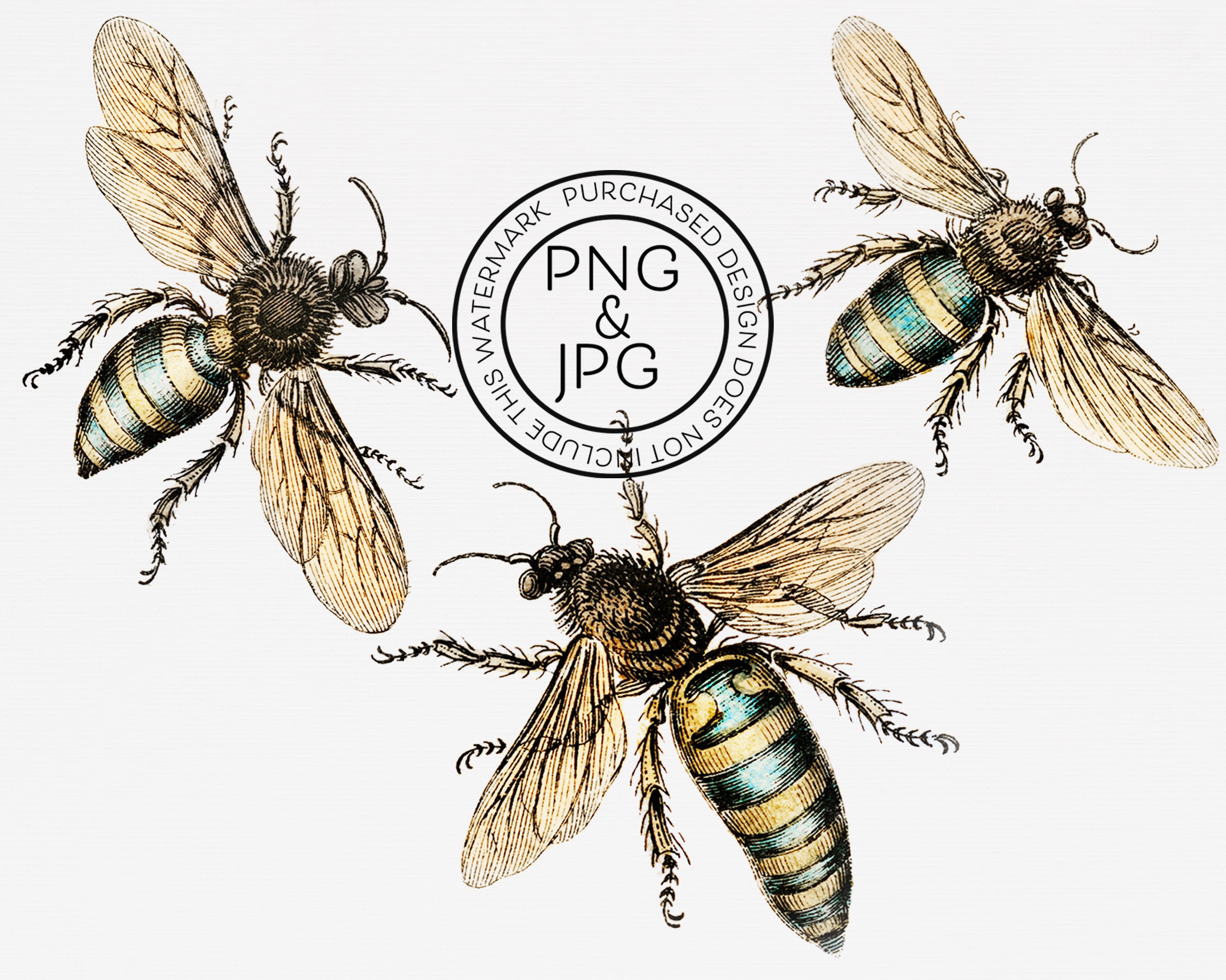 Honey Bee Clipart Queen Bee Clip Art Bee Png Bee Stickers - Etsy