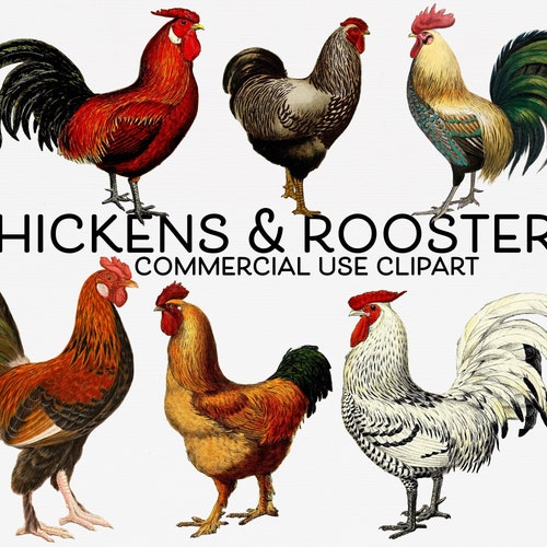 Chicken Clipart Rooster Clipart Farm Animal Bundle Chicken - Etsy