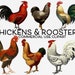 Chicken Clipart Rooster Clipart Farm Animal Bundle Chicken Png Rooster ...