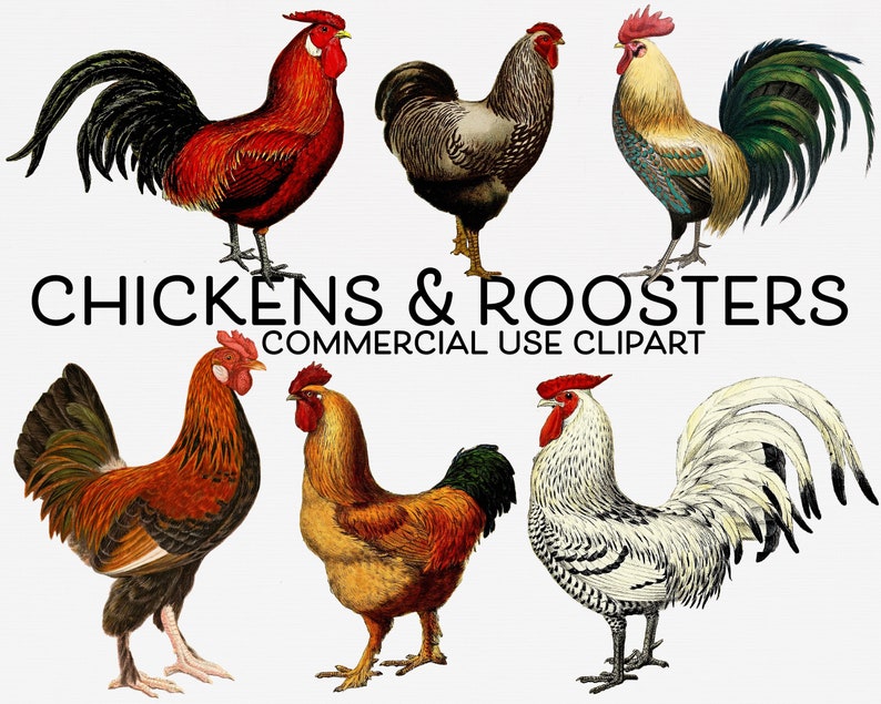 Chicken Clipart Rooster Clipart Farm Animal Bundle Chicken - Etsy