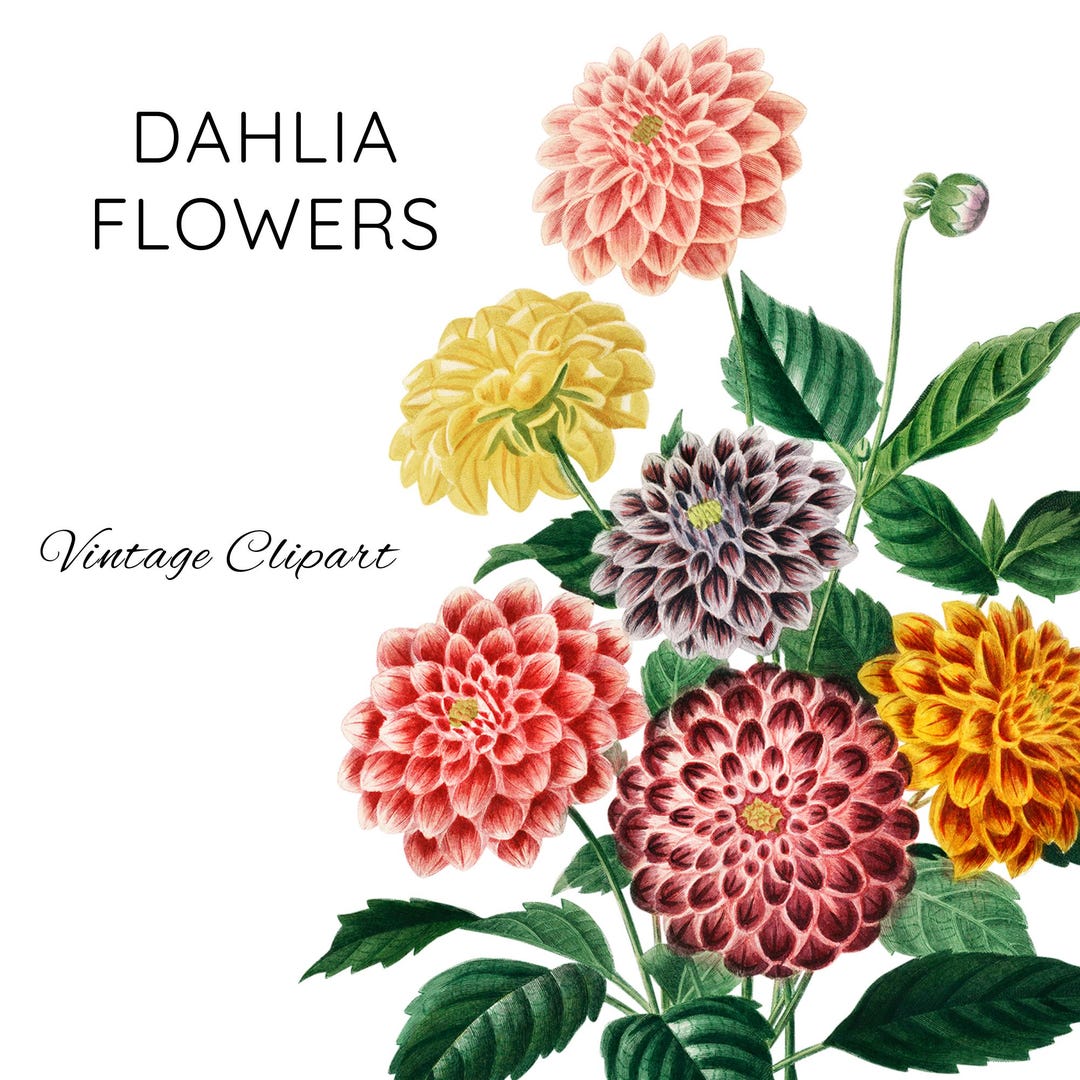 Dahlia Png Clip Art, Orange Dahlia, Yellow Dahlia, Red Dahlia ...