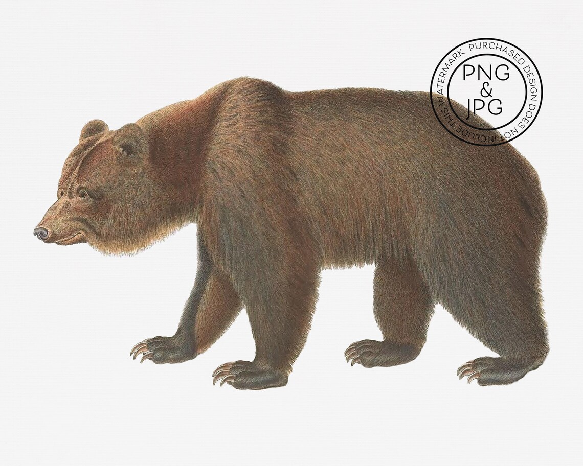 Brown Bear Clipart Bear Png Bear Illustration Woodlands - Etsy