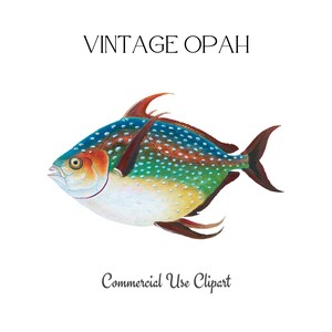 Opah Fish Clipart, Exotic Fish Png, Tropical Fish Png, Colourful Fish ...