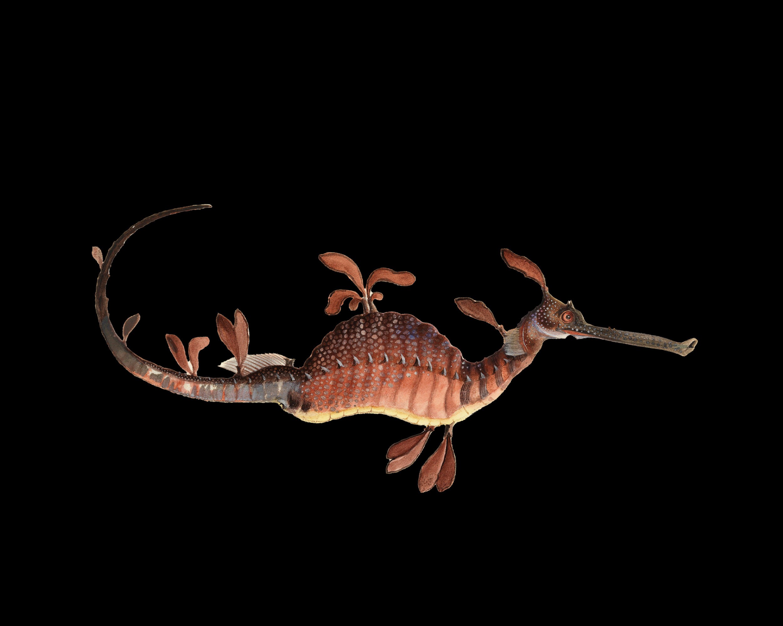 Leafy Sea Dragon Clipart, Weedy Seadragon, Australian Marine Life ...