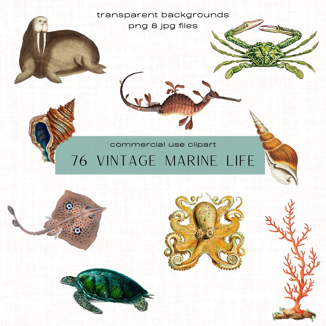 Sea Animals Watercolor Clipart Digital Scrapbook Vintage Clipart Ocean ...
