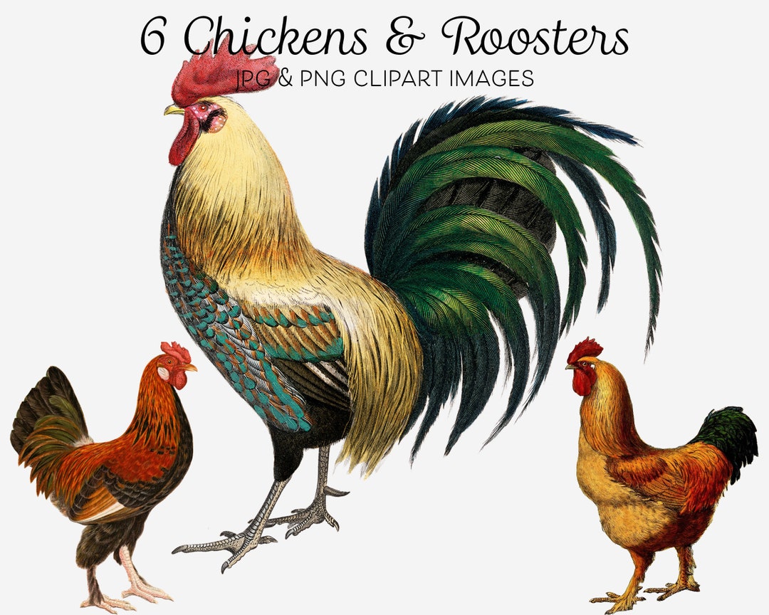 Chicken Clipart Rooster Clipart Farm Animal Bundle Chicken - Etsy