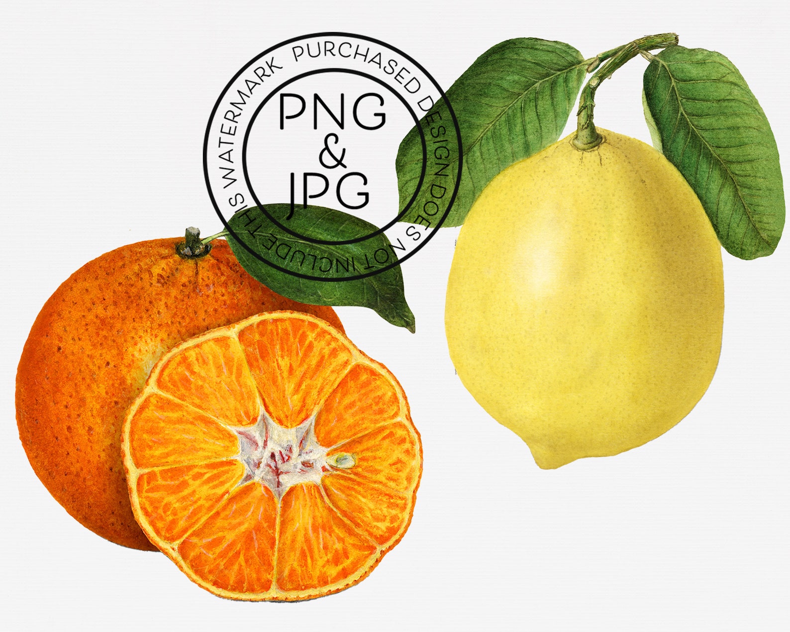 Fruit Clipart Bundle Banana Png Apple Orange Strawberry Cherries Lemon ...