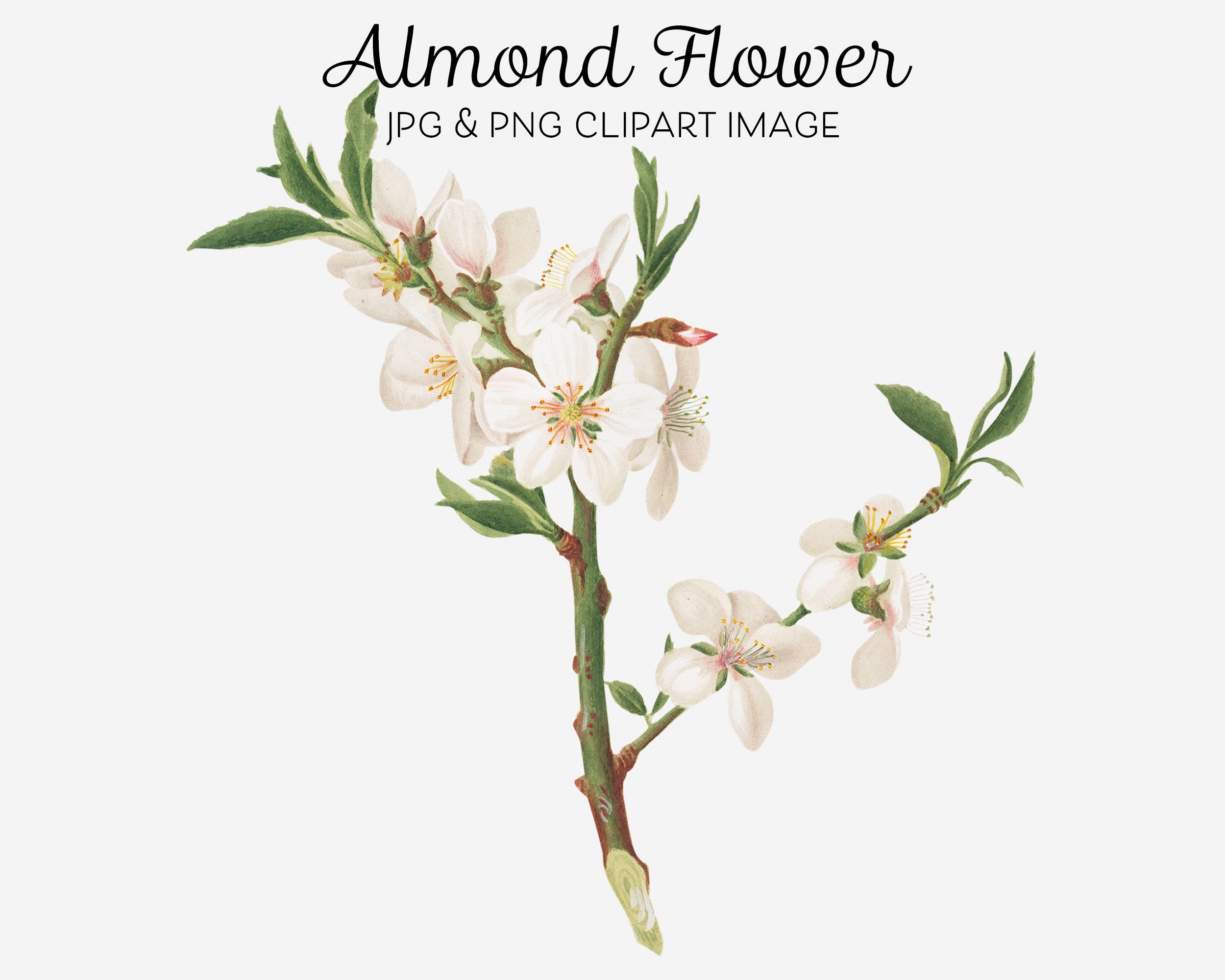 Almond Tree Clipart