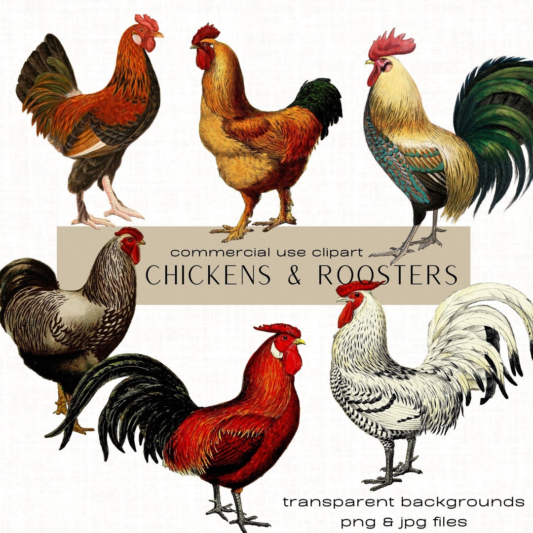 Chicken Clipart Rooster Clipart Farm Animal Bundle Chicken Png Rooster ...
