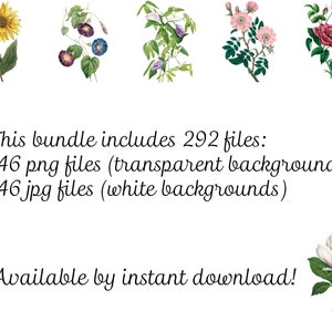 146 Botanical Clipart Bundle Vintage Flower Illustrations Palm Trees ...