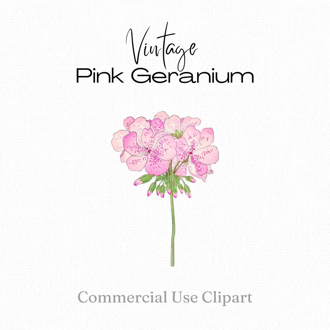 Pink Geranium Flowers, Geranium Clipart for Prints, Ephemera, Collage ...