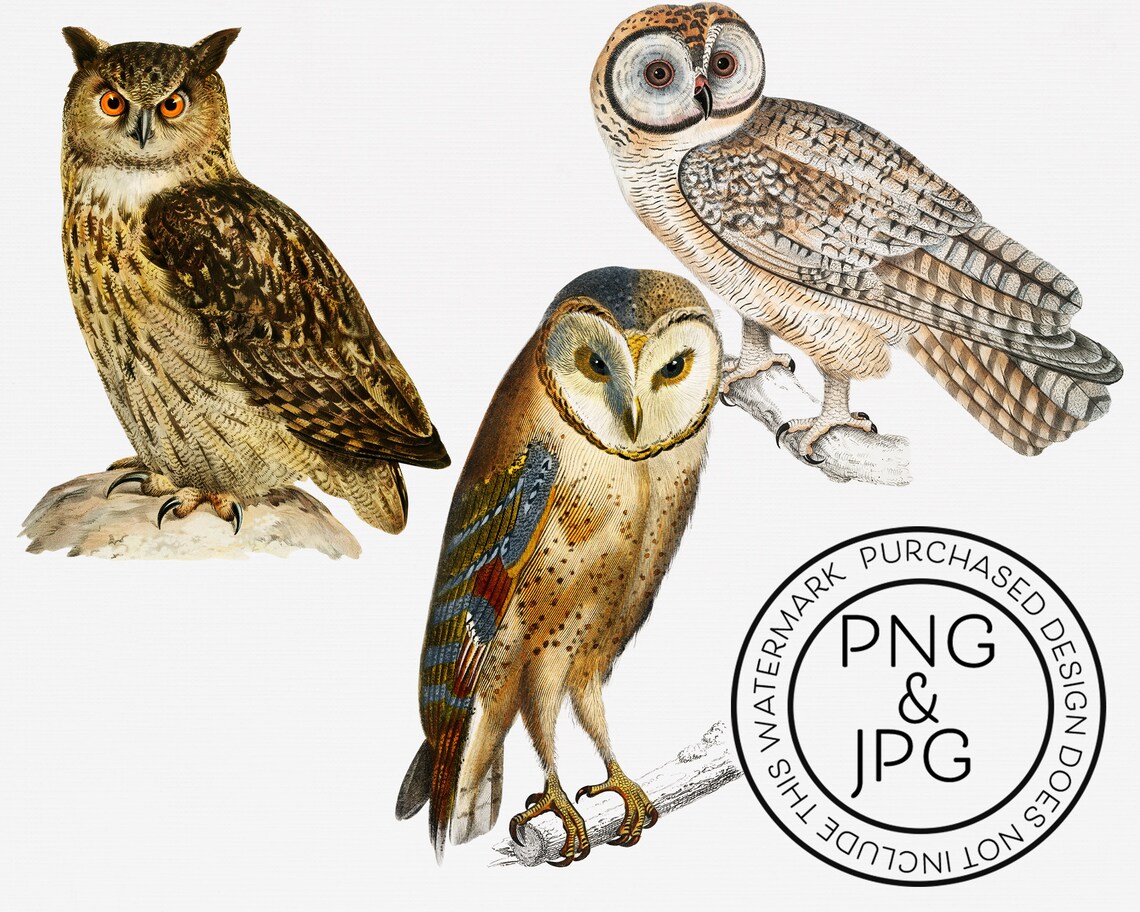Owls Clipart Bundle Set of 6 Owl Illustrations Vintage | Etsy
