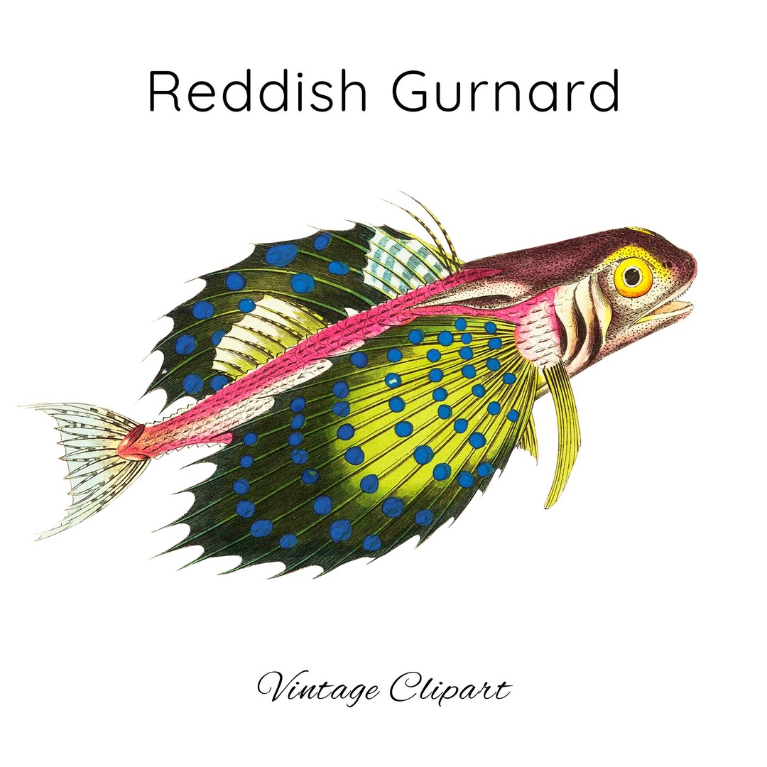 Reddish Gurnard Fish, Aquatic Life Clipart, Exotic Sea Life Png ...