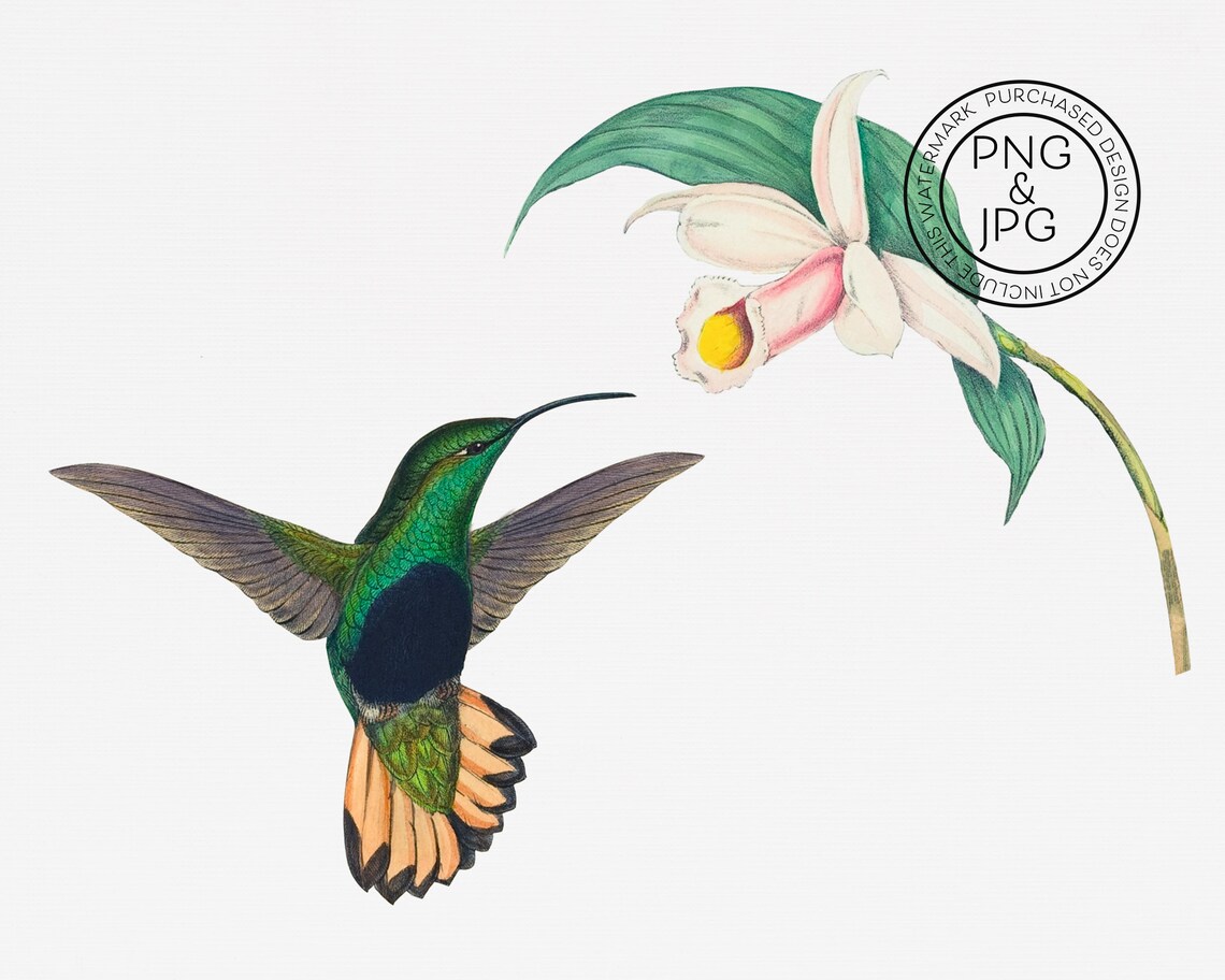 Hummingbird Clip Art Hummingbird Png Flying Bird Print | Etsy