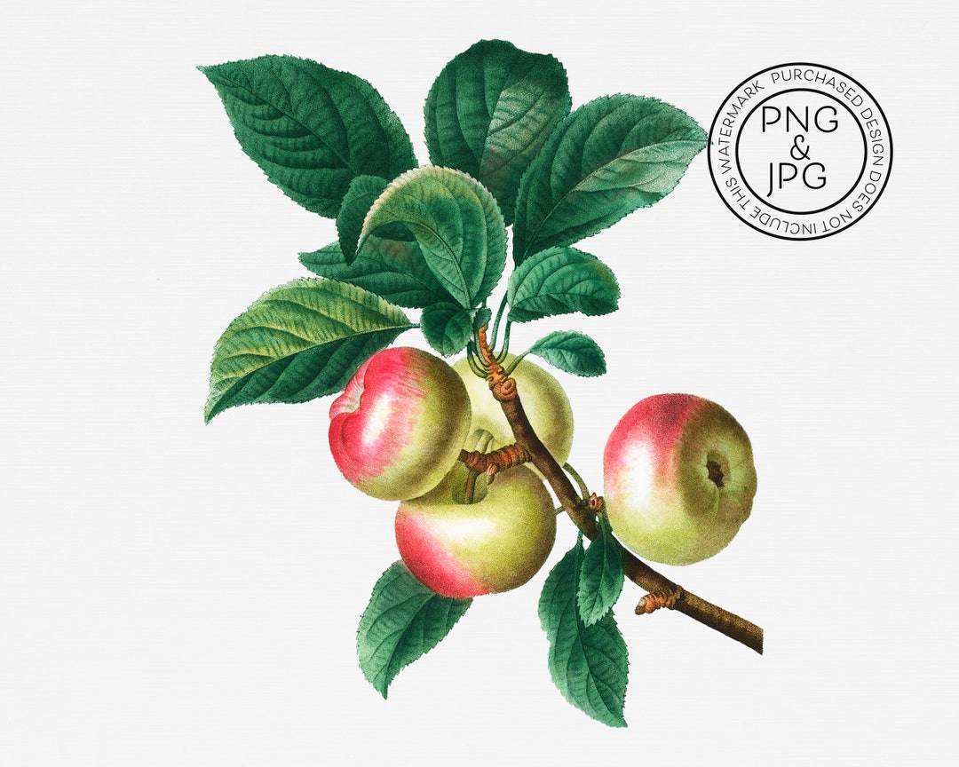 Red Apple Tree Branch Fruit and Leaves Vintage Clipart for - Etsy