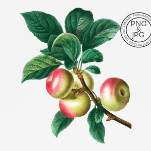 Red Apple Tree Branch Fruit and Leaves Vintage Clipart for - Etsy