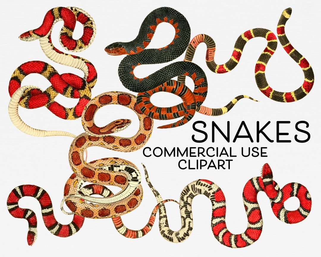 Fussy Cut Snakes Clipart Bundle North American Snakes Png Vintage Snake ...
