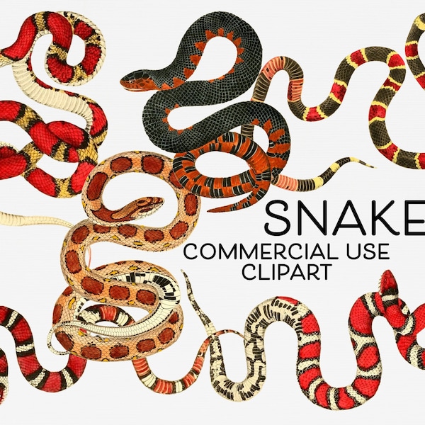 Snake - Etsy