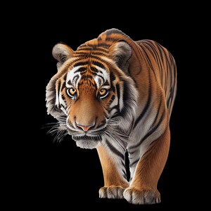 Realistic Tiger Clipart Tiger Photo Stalking Tiger Tiger - Etsy