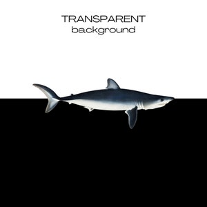 Shortfin Mako Shark Clipart, Shark Png, Isurus Oxyrinchus, Shark ...