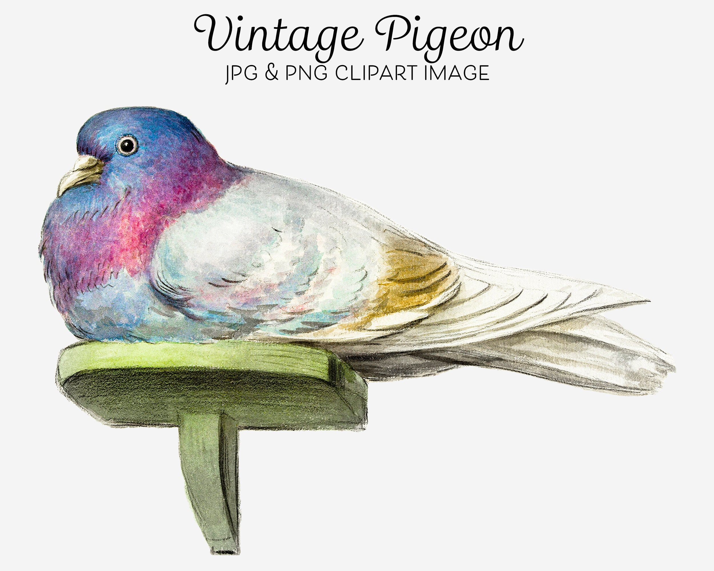 Shabby Chic Bird Clipart Pigeon Png Pigeon Clip Art Cute - Etsy