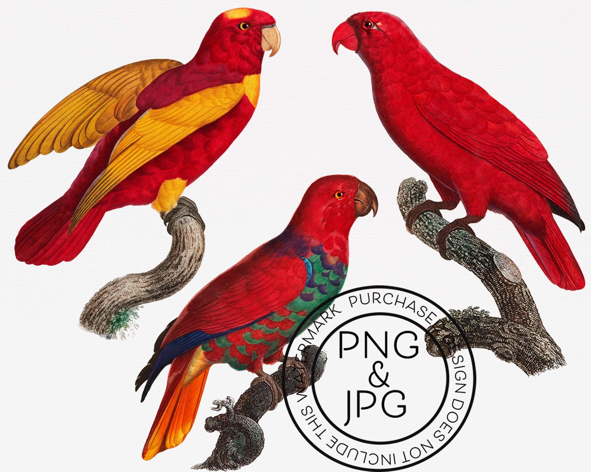 Red Parrot Clipart Tropical Birds Clipart Bundle Parrots - Etsy