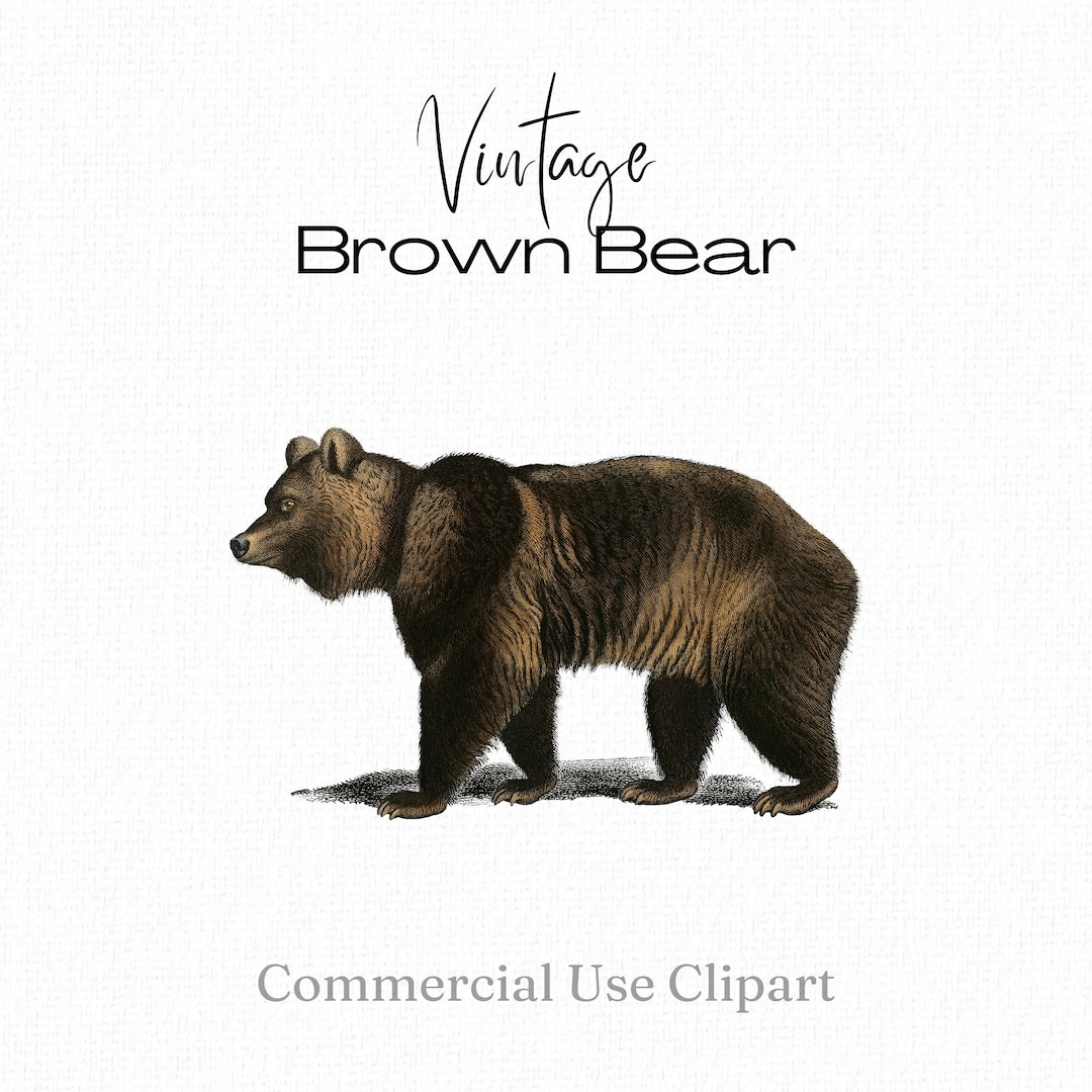 Imágenes Prediseñadas de oso pardo, oso png, tarjetas de bricolaje de ...