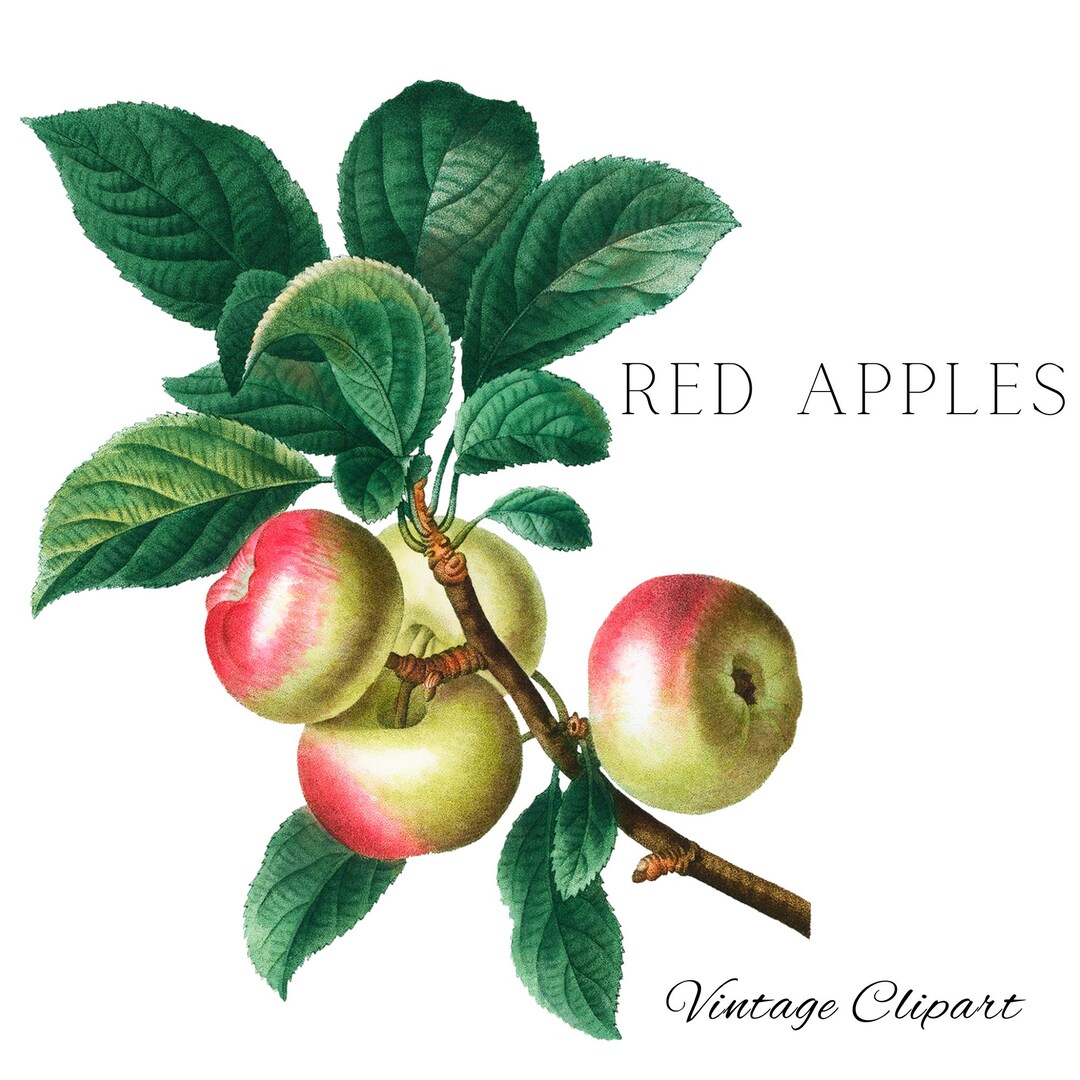 Red Apple Tree Branch, Fruit and Leaves, Vintage Clipart for ...