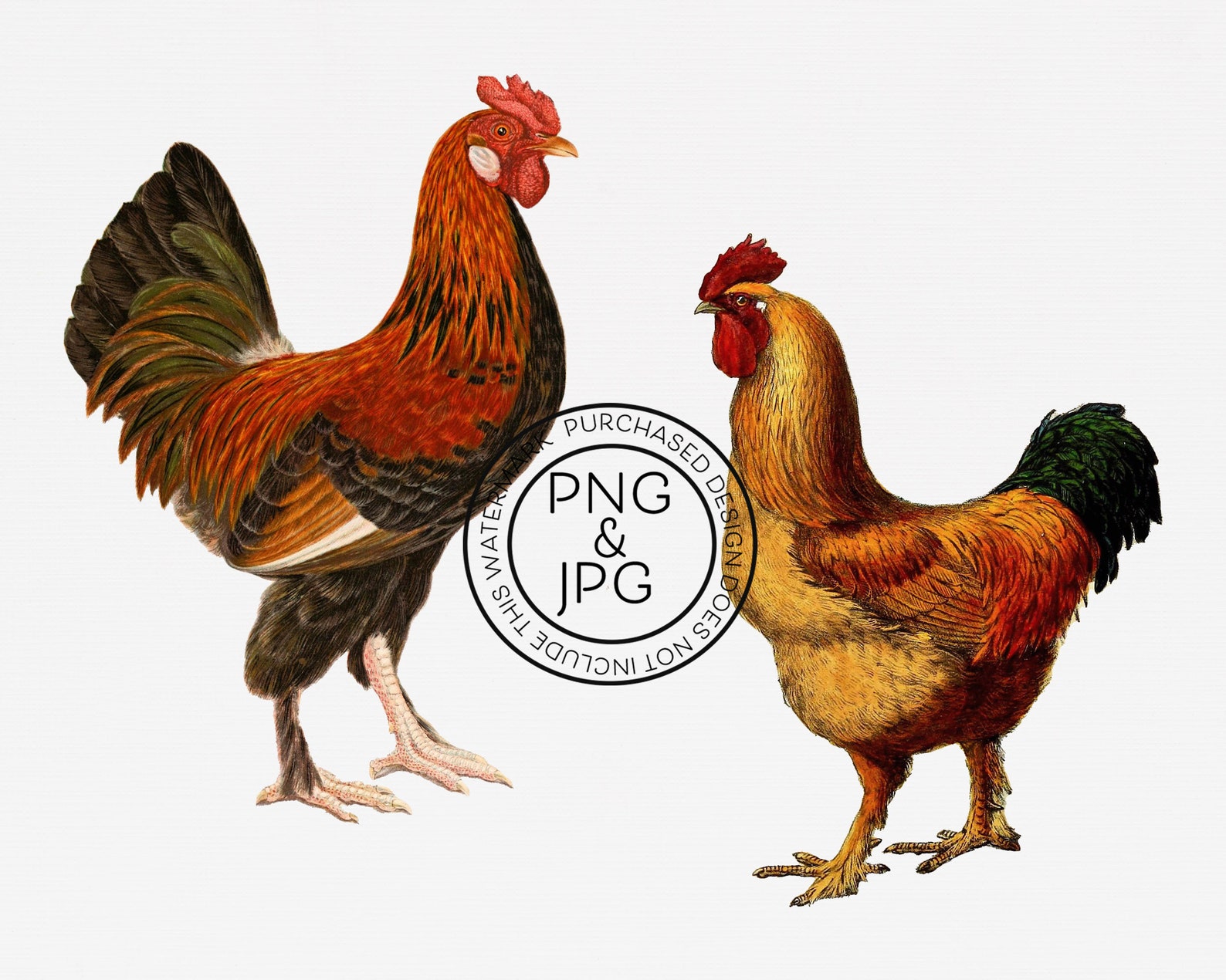 Chicken Clipart Rooster Clipart Farm Animal Bundle Chicken - Etsy