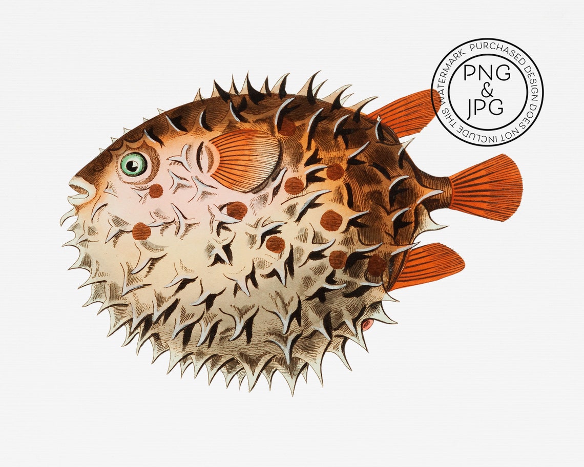 Puffer Fish Clipart Pufferfish Png Aquatic Life Beach House - Etsy