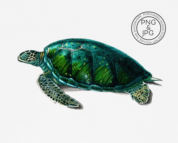 Green Sea Turtle Clipart Vintage Turtle Print Turtle | Etsy