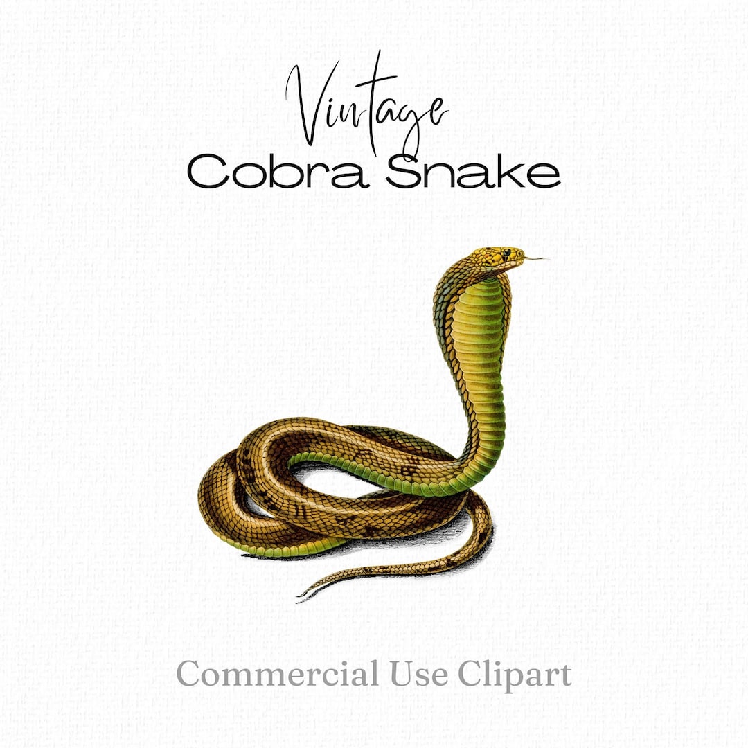 Cobra Snake Clipart, Snake Png, Printable Snake, Digital Snake ...