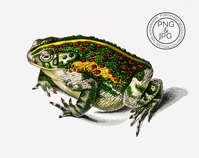 Green Toad Clipart, Toad Png, Frog Lovers Gift Digital Png for Coffee ...